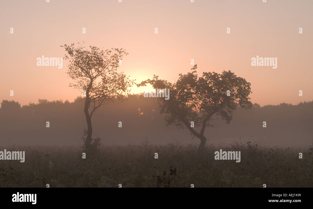Pair of trees at sunrise hi-res stock photography and images - Alamy
