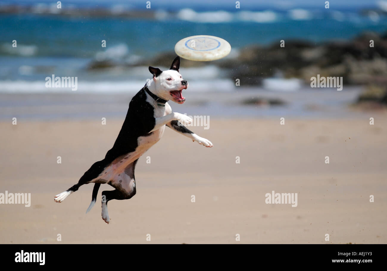 Dog playing with a frisbee on the beach, getting it's daily exercise ...