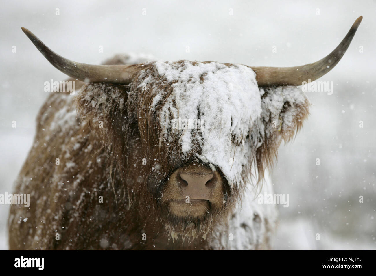 Highland cows graze in a field during a heavy winter snow fall in Perth ...