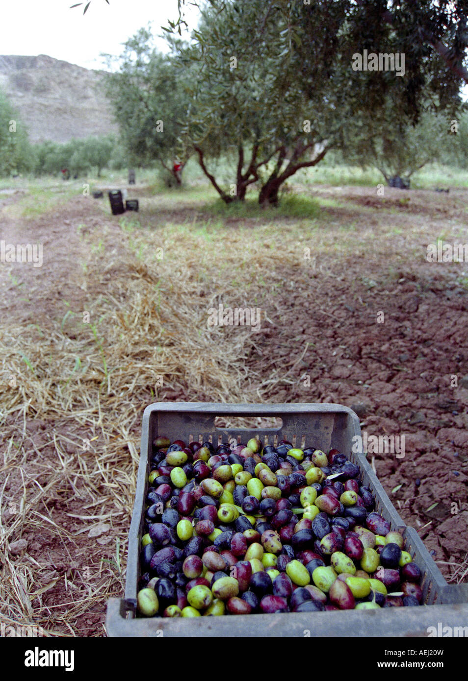 Olives in plastic box hi-res stock photography and images - Alamy