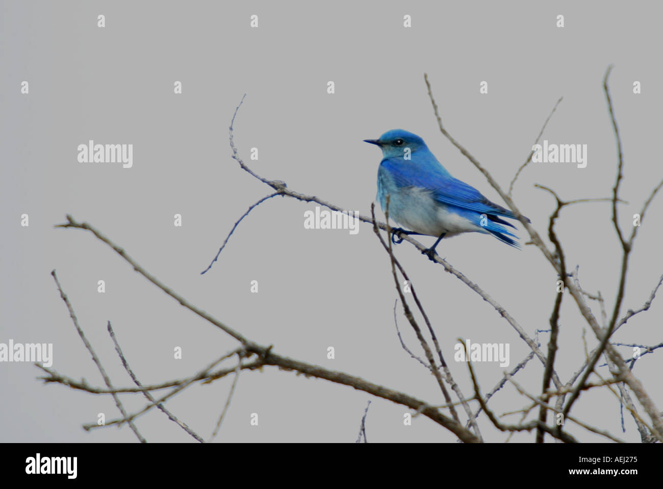 Horizontal Mountain bluebird, sialia currucoides Stock Photo - Alamy