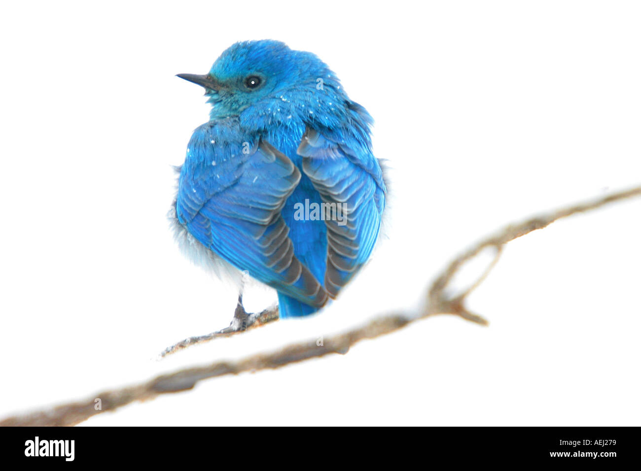 Horizontal Mountain bluebird, sialia currucoides Stock Photo - Alamy