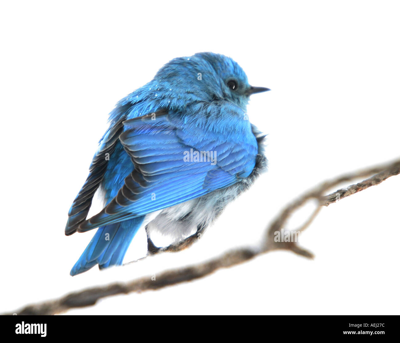 Horizontal Mountain bluebird, sialia currucoides Stock Photo - Alamy