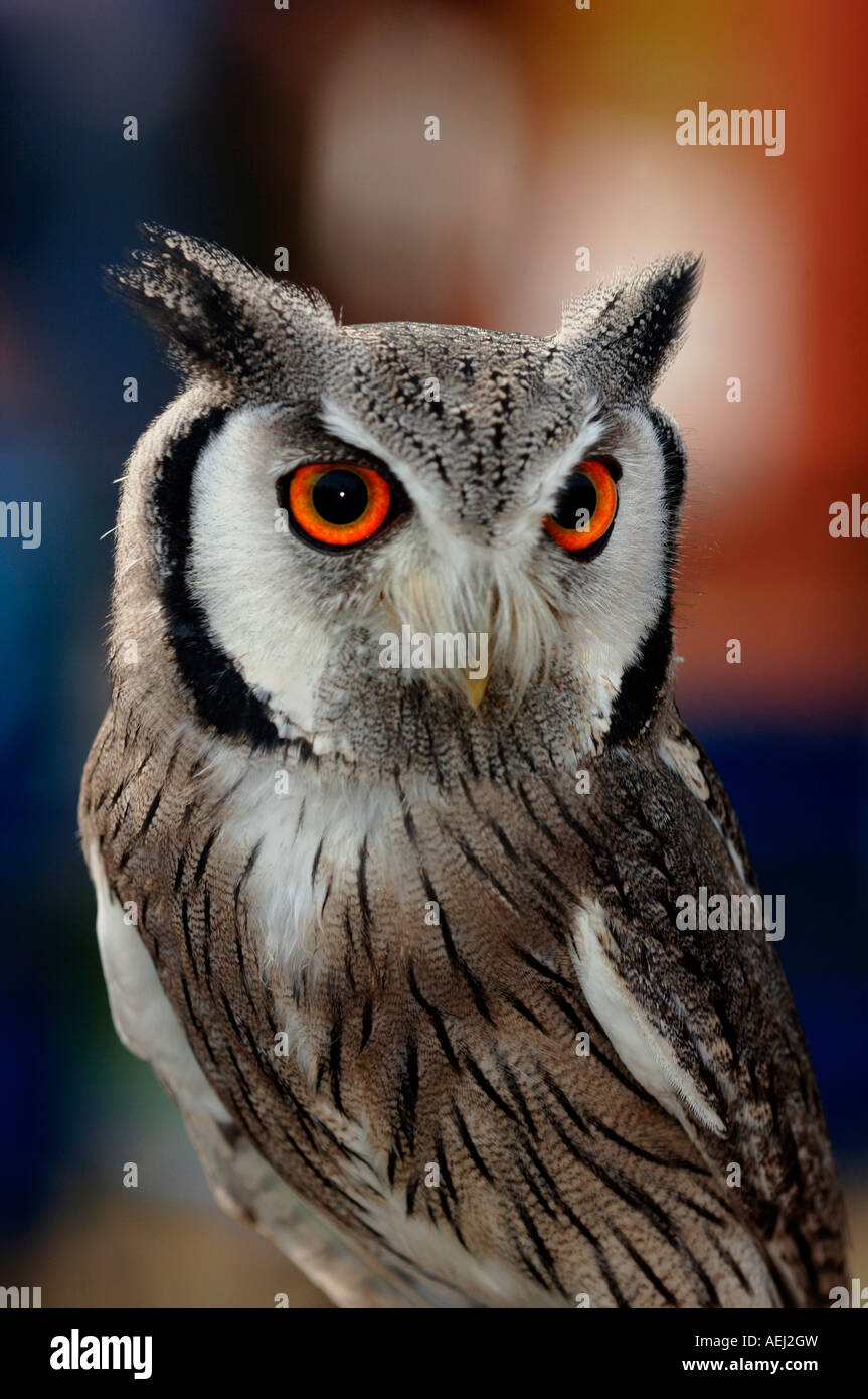 Tasmanian boobook hi-res stock photography and images - Alamy