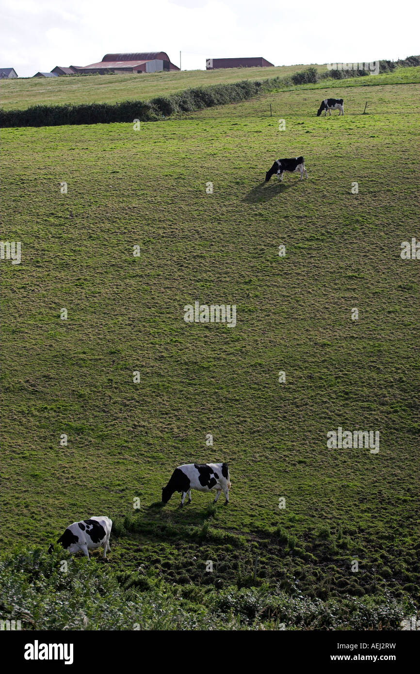 Cows hill hi-res stock photography and images - Alamy