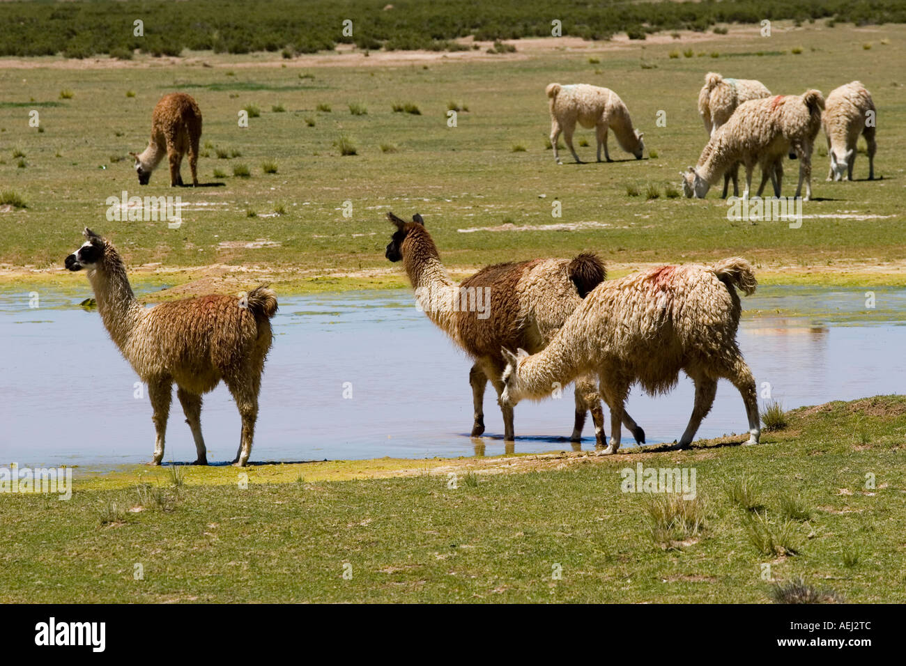Flock camel drinking water hi-res stock photography and images - Alamy