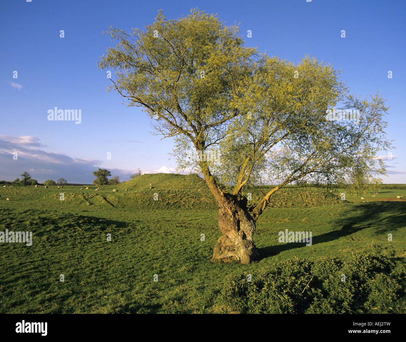 landscape with willow tree motte and bailey earthwork yelden ...