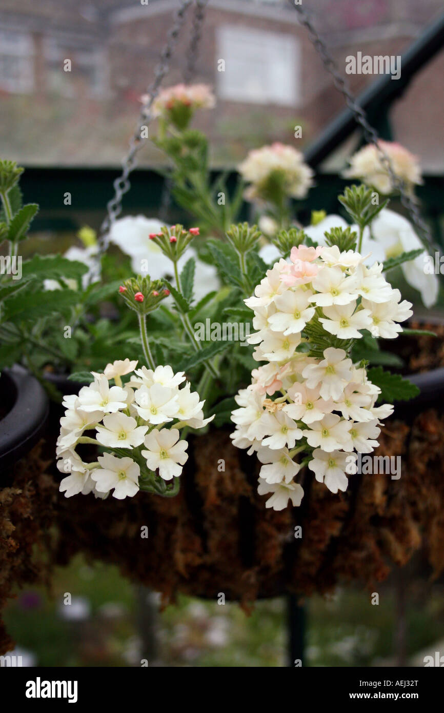 WHITE TRAILING VERBENA. GLANDULARIA Stock Photo - Alamy