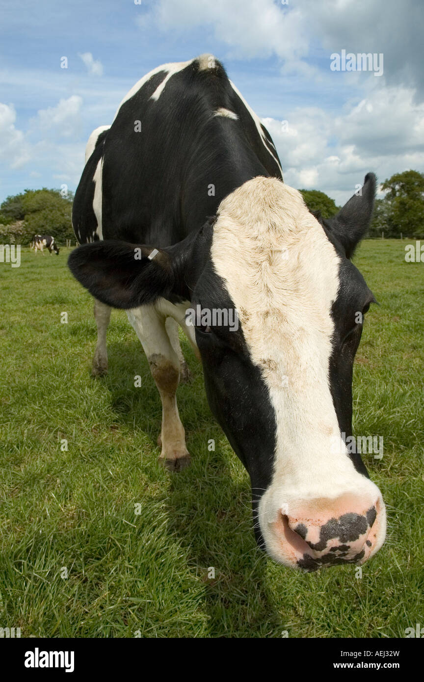 Holstein friesian cow milking hi-res stock photography and images - Alamy