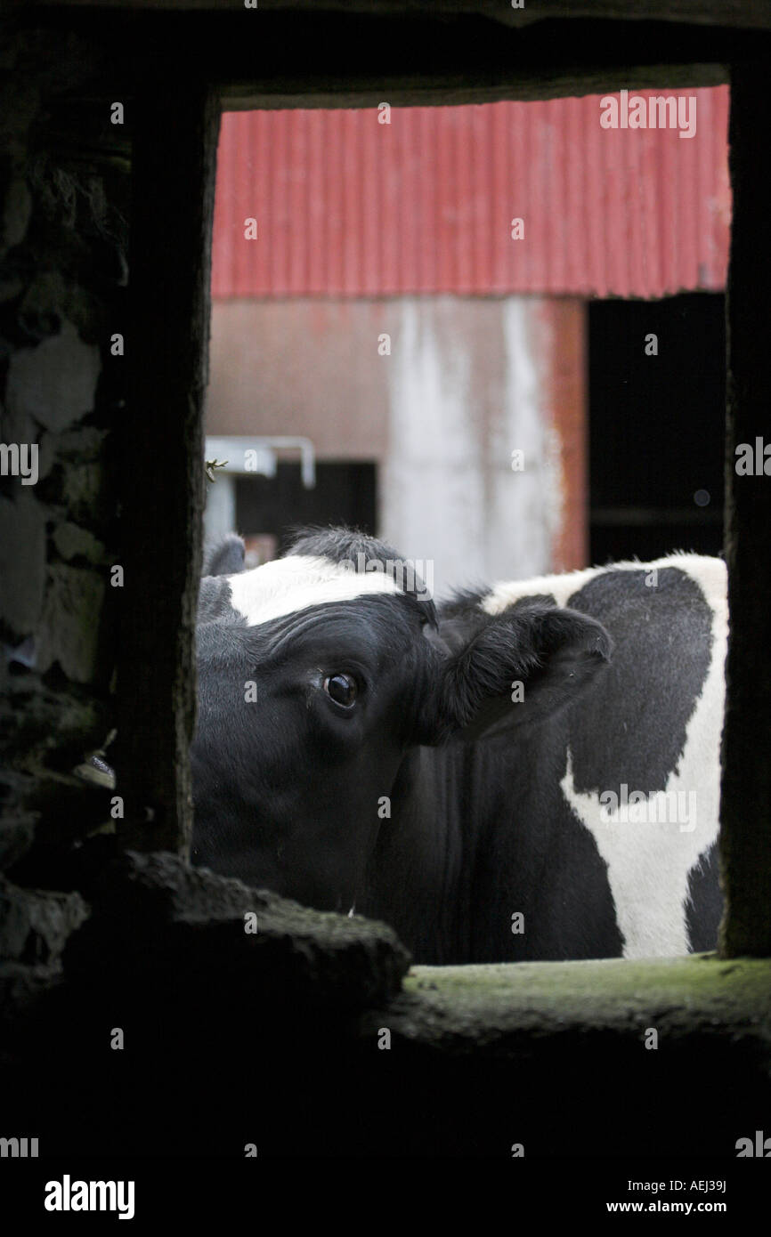 Friesian cow looking through window Stock Photo - Alamy