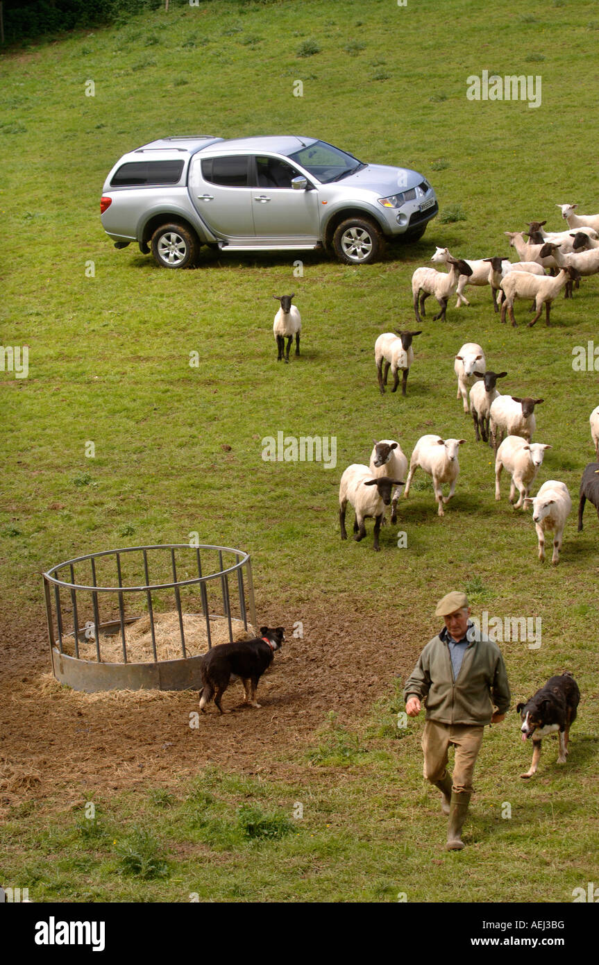 A SHEEP FARMER DRIVING A DOUBLE CAB PICKUP DURING LAMBING ON A ...