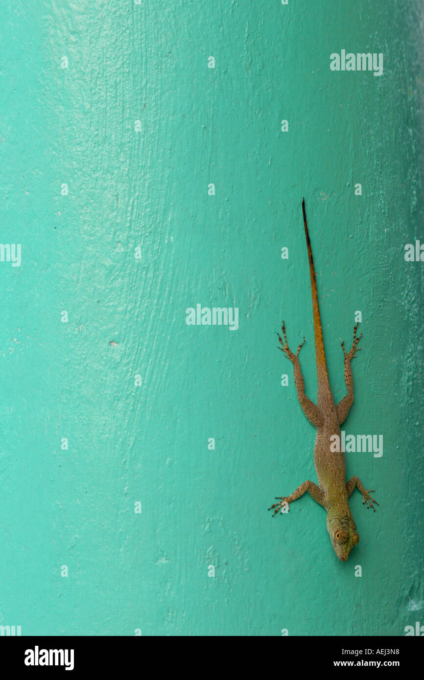 Lizard dominican republic hi-res stock photography and images - Alamy