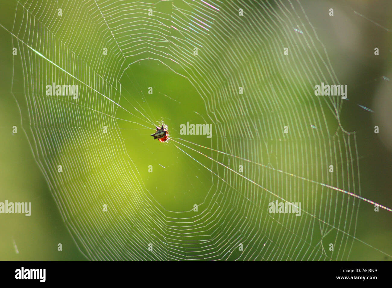 Spider in the dominican republic hi-res stock photography and images ...