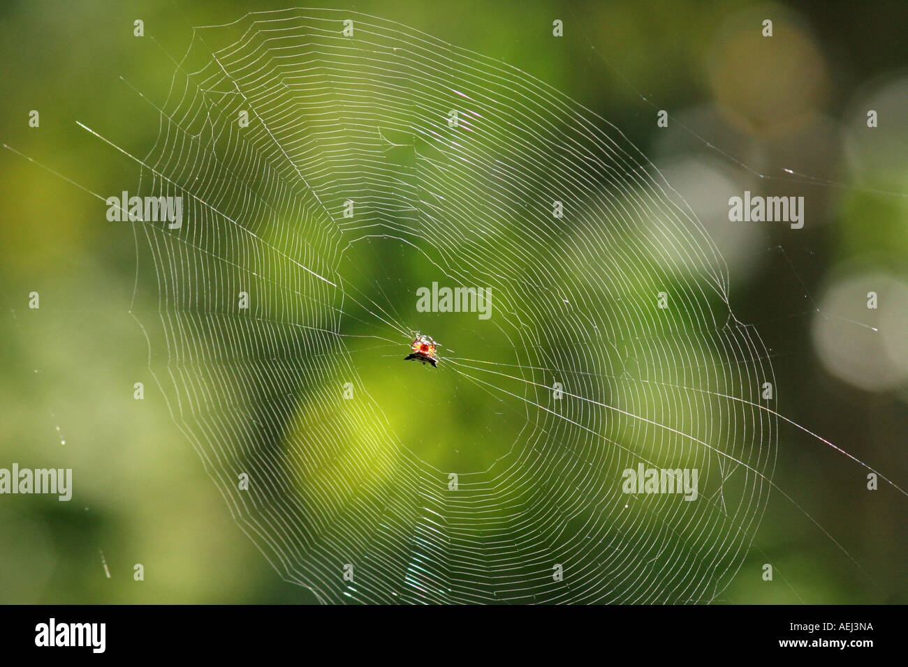 Spider in the dominican republic hi-res stock photography and images ...