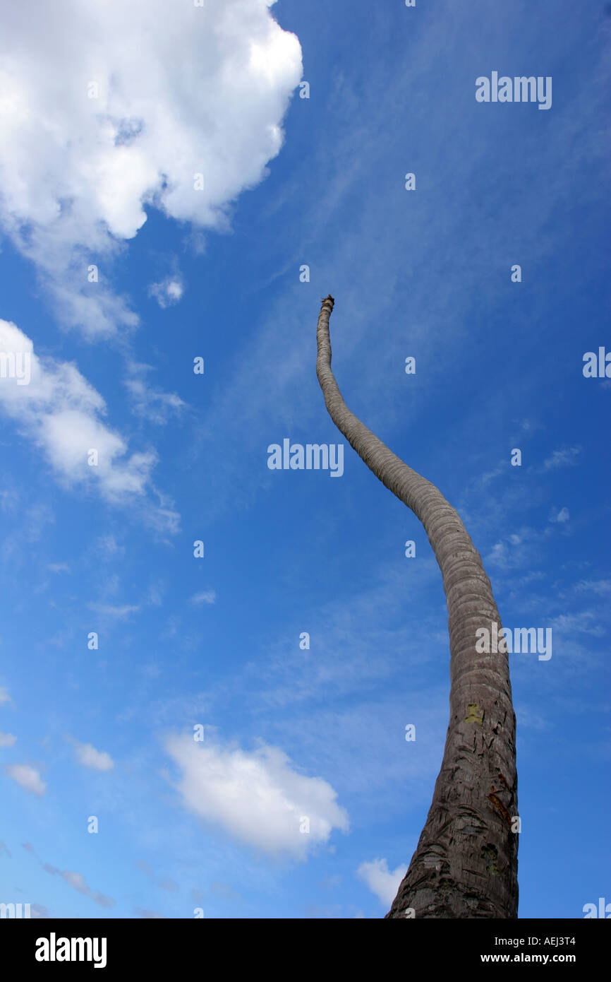 A palm tree without its canopy of leaves A good way to represent ...