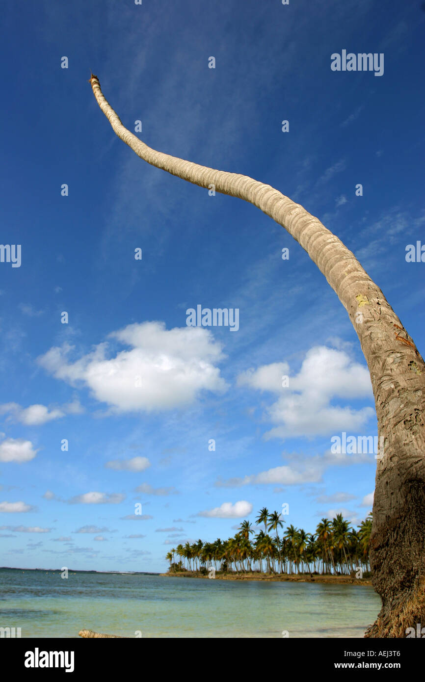 A palm tree without its canopy of leaves A good way to represent ...