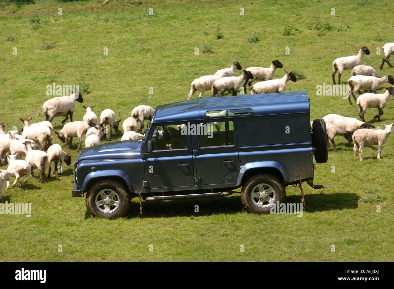 Farmer driving car through field hi-res stock photography and images ...