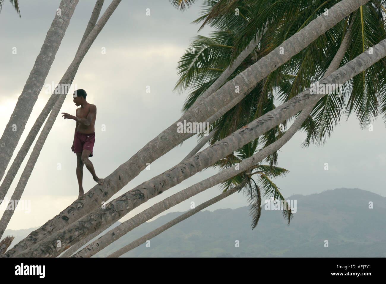 Native boy climbing palm tree hi-res stock photography and images - Alamy