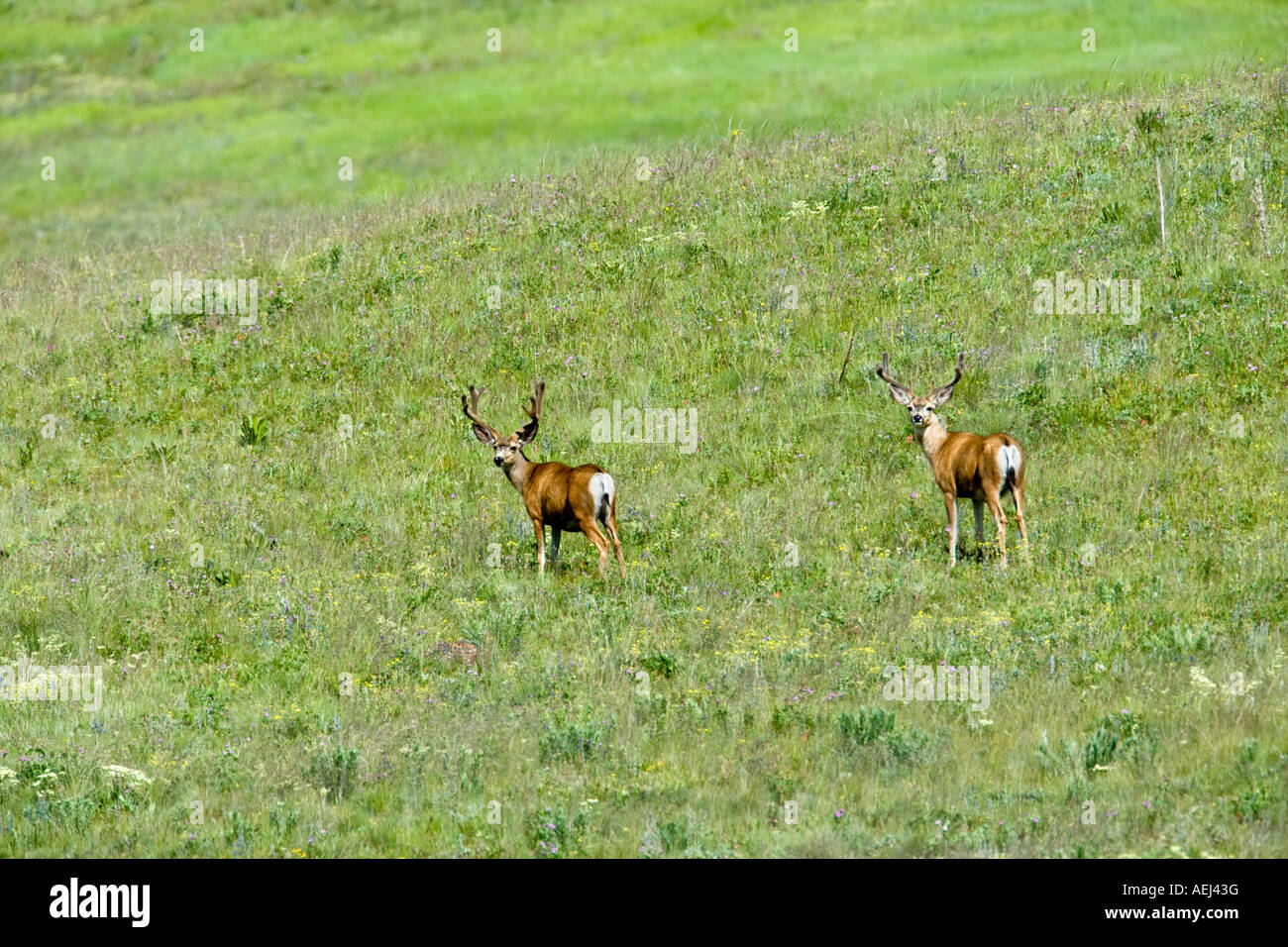 Two male deer on Zumwalt Prairie Oregon Stock Photo - Alamy