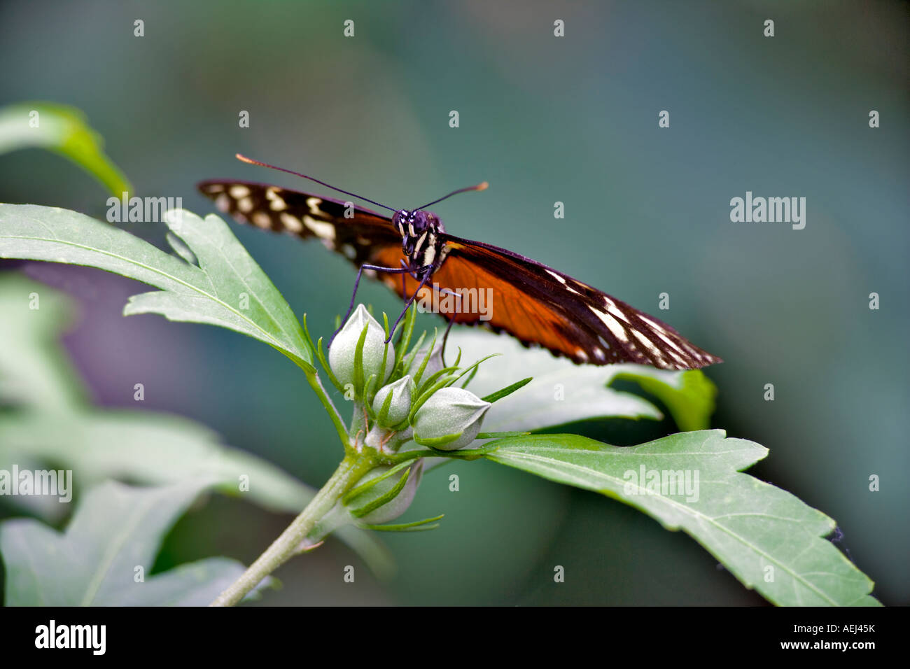 The Helicon High Resolution Stock Photography and Images - Alamy