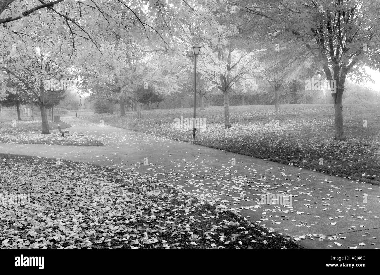 Path with bench and fall color in Skinner Butte Park Eugene Oregon ...