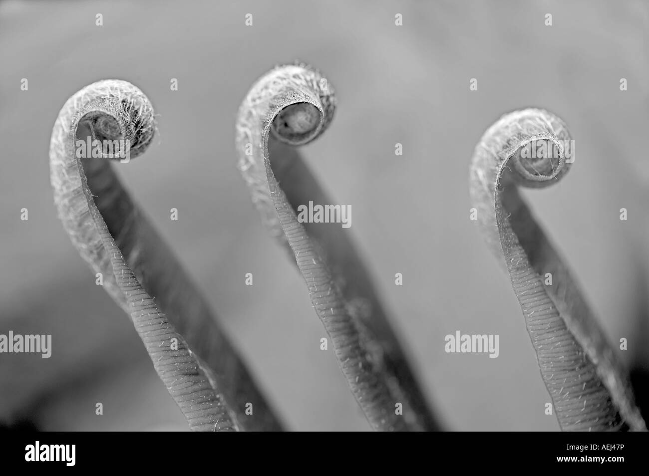 Ferns tropical plants growing Black and White Stock Photos & Images - Alamy
