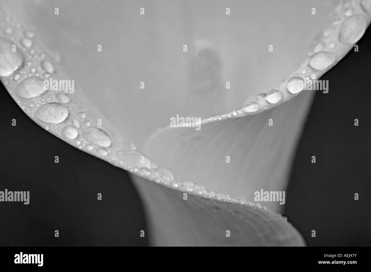 Calla Lily With Water Drops High Resolution Stock Photography and ...