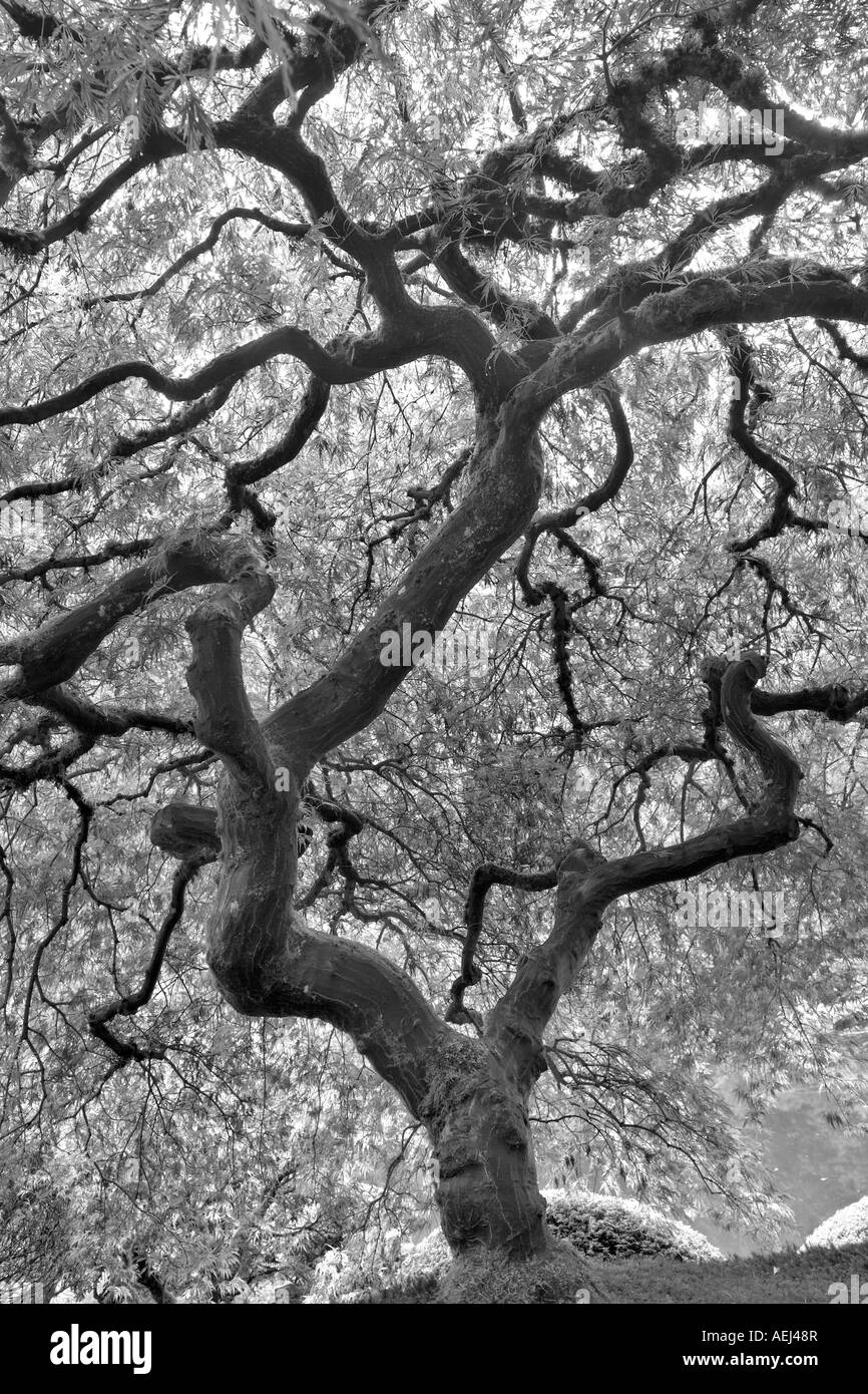 Maple tree twisted branches hi-res stock photography and images - Alamy