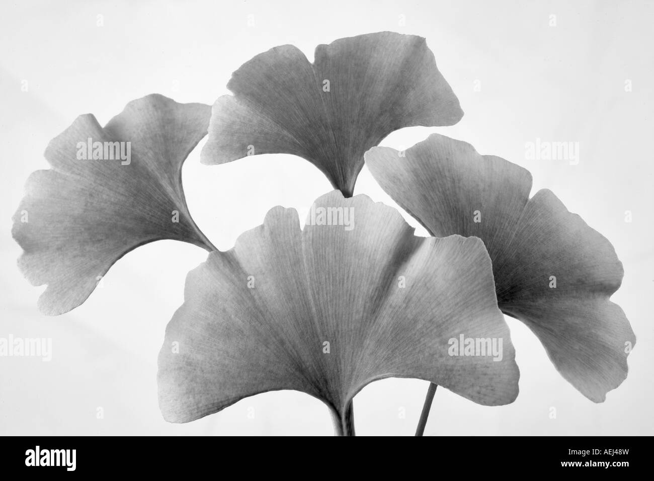 Autumn fall leaves leaf Black and White Stock Photos & Images - Alamy