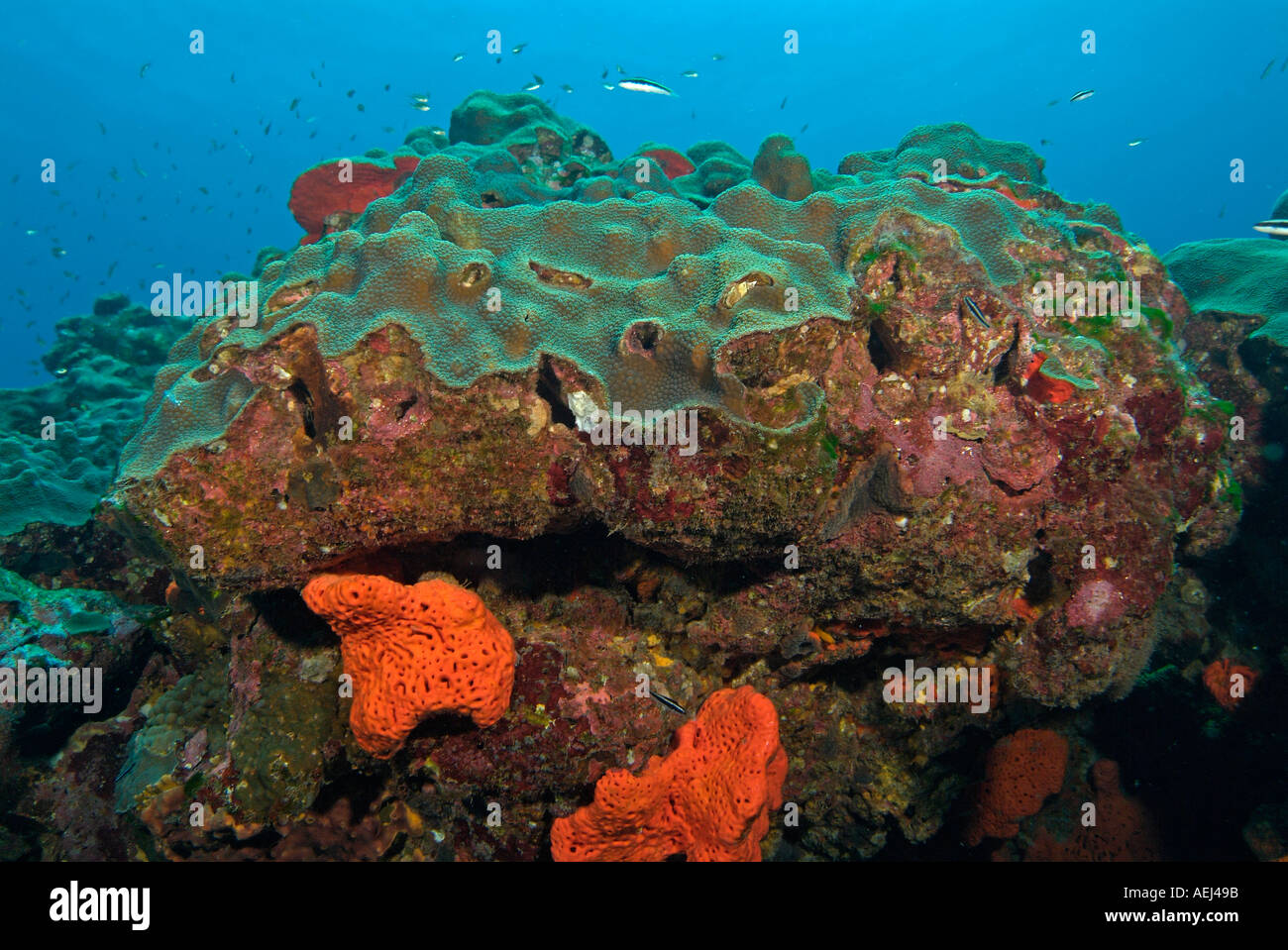 Head of coral in the Gulf of Mexico off Texas Stock Photo - Alamy