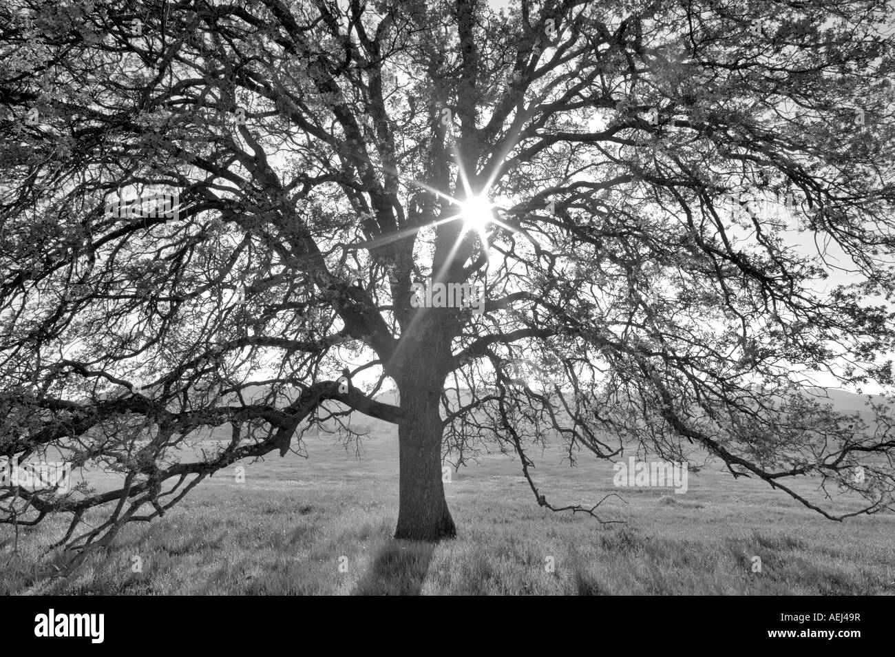 Tall trees california Black and White Stock Photos & Images - Alamy