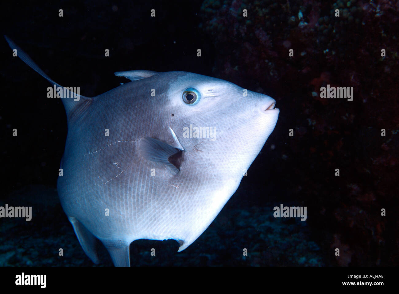 Ocean Triggerfish