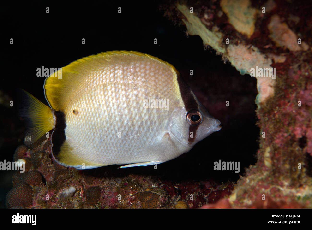 Reef butterflyfish in the Gulf of Mexico, off Texas Stock Photo - Alamy