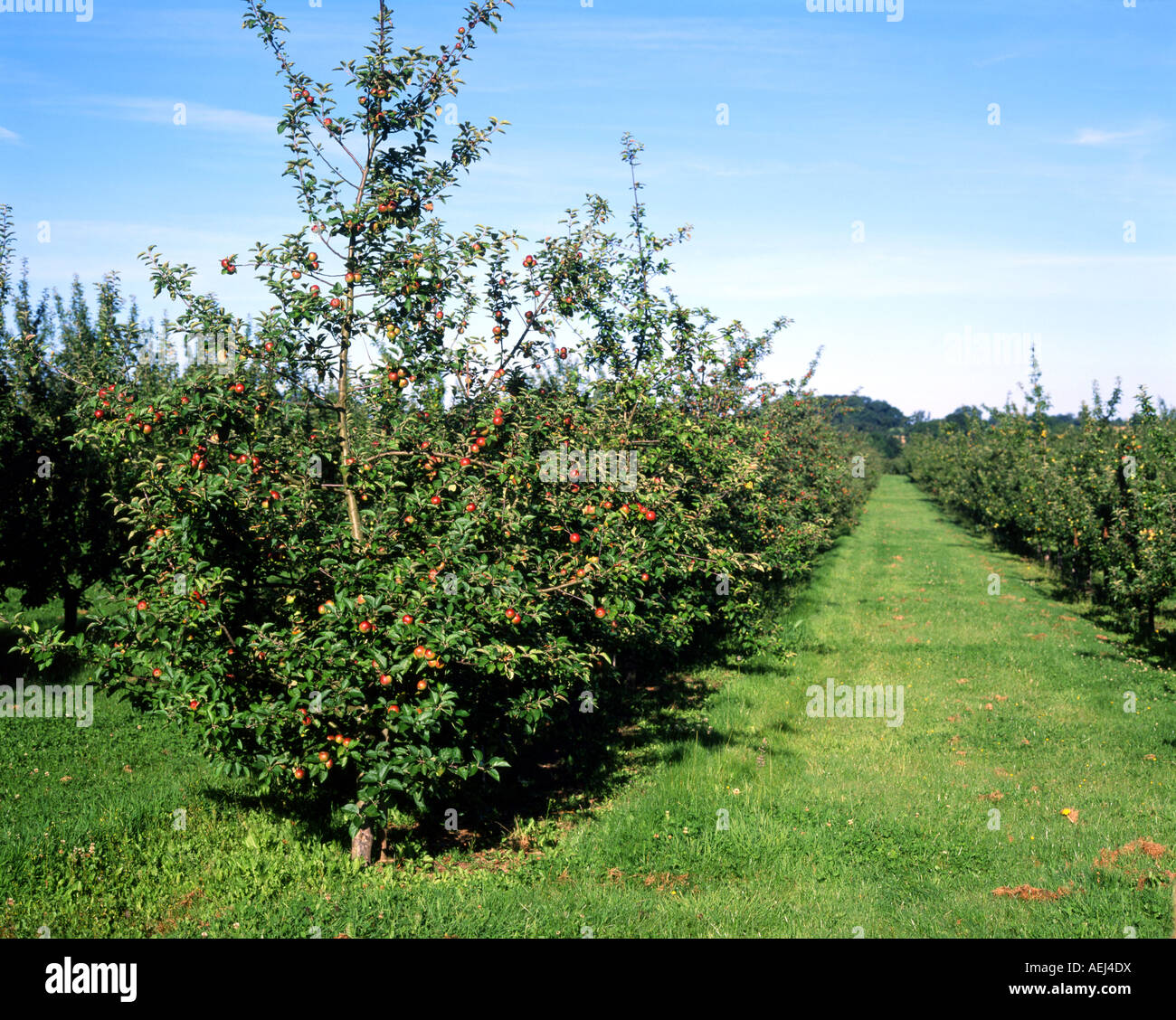 Bulmers hi-res stock photography and images - Alamy