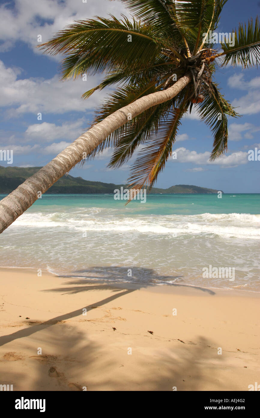 A palm tree in a deserted beach near Playa Rincon Samana in the ...