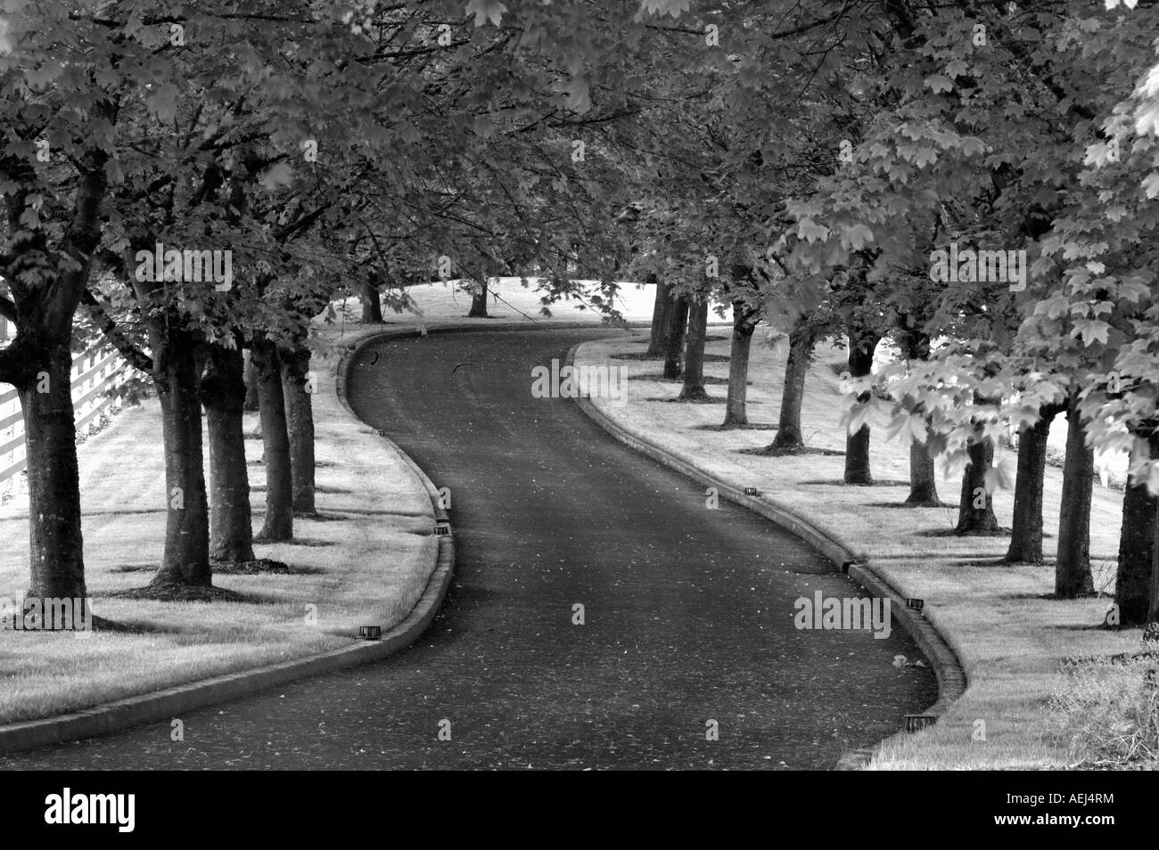 Road lined with trees Black and White Stock Photos & Images - Alamy