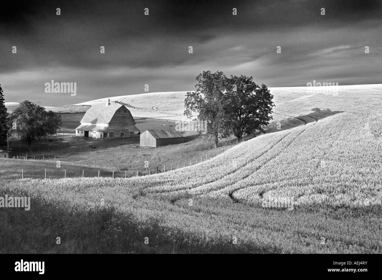 Barn and filed of canola with thunderstorm The Palouse near Colfax ...