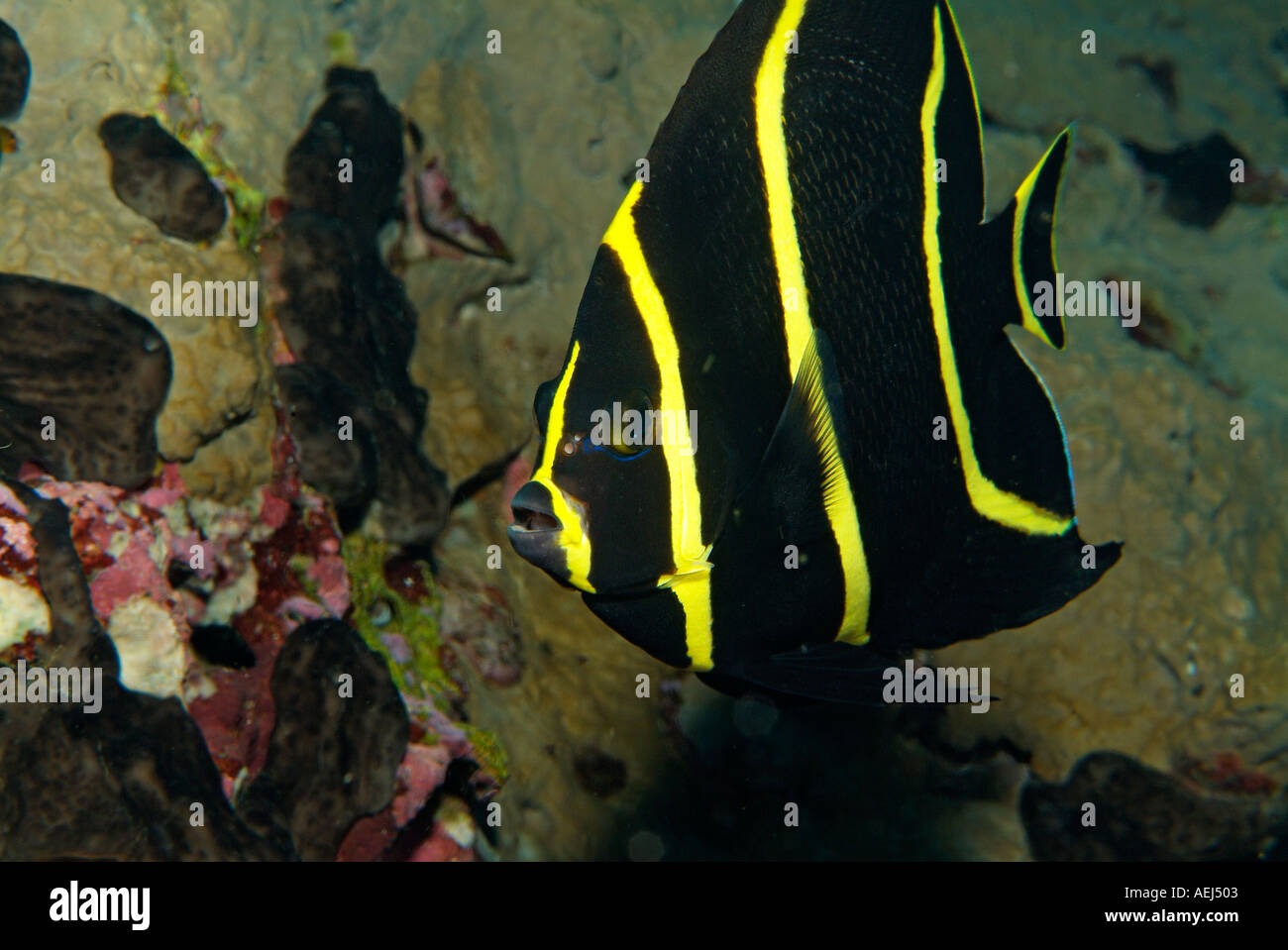 Juvenile french angelfish hi-res stock photography and images - Alamy
