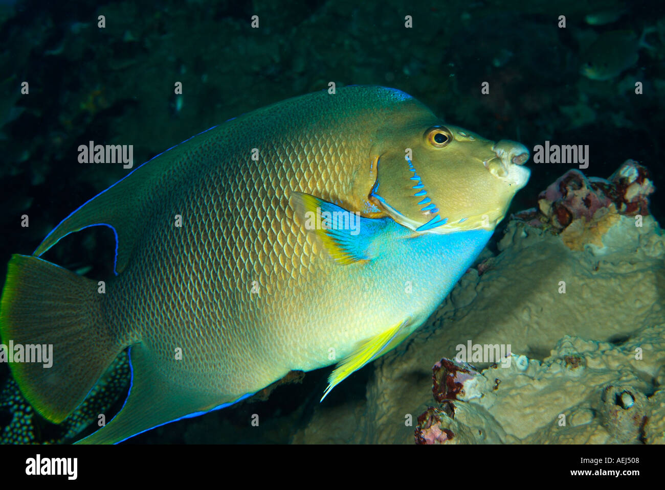 Townsend angelfish in Stetson bank in the Gulf of Mexico Stock Photo ...