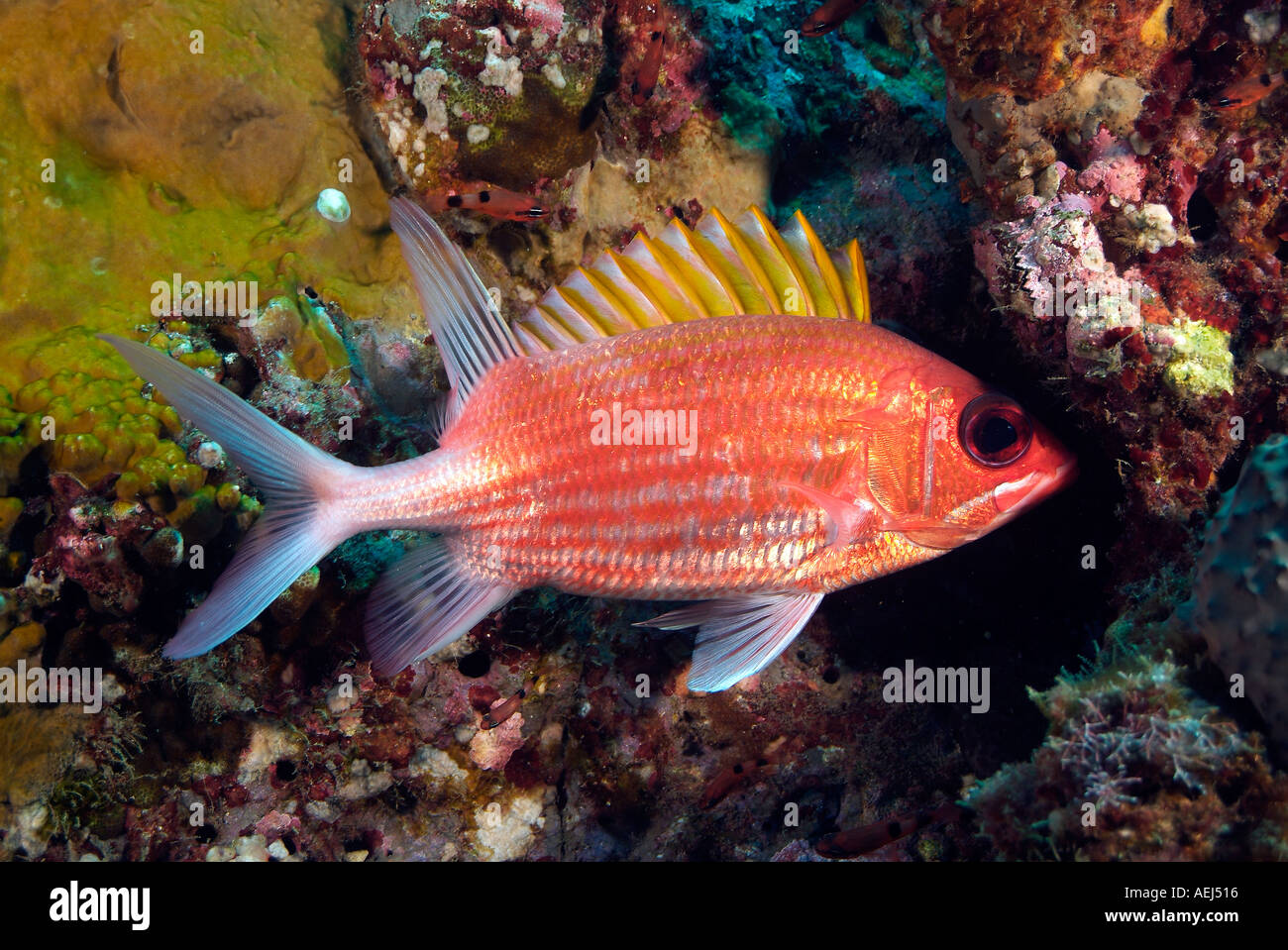 squirrelfish in Stetson bank in the Gulf of Mexico, off Texas Stock ...