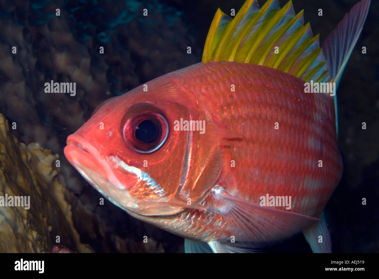 squirrelfish in Stetson bank in the Gulf of Mexico, off Texas Stock ...
