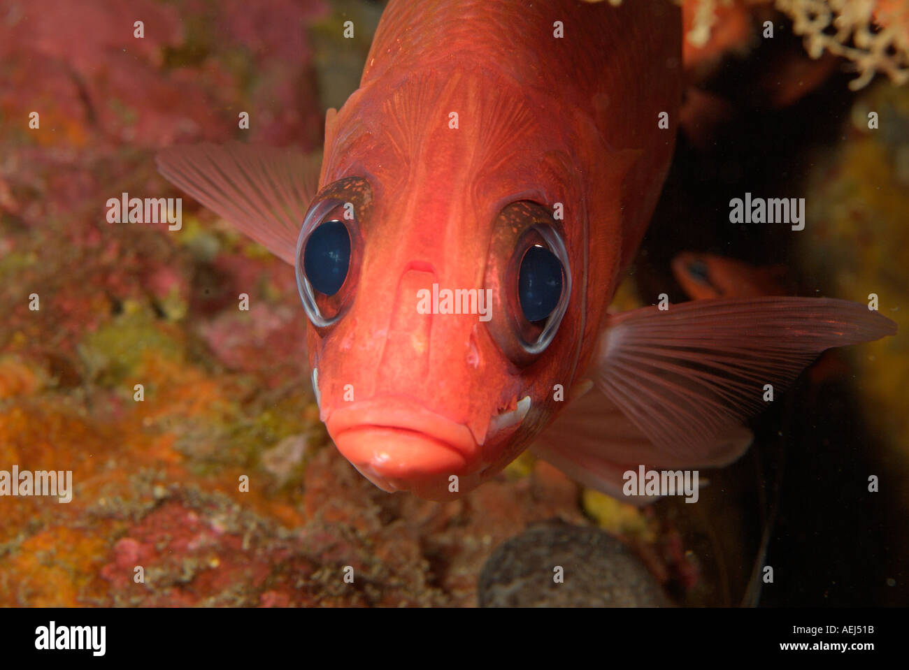 squirrelfish in Stetson bank in the Gulf of Mexico, off Texas Stock ...