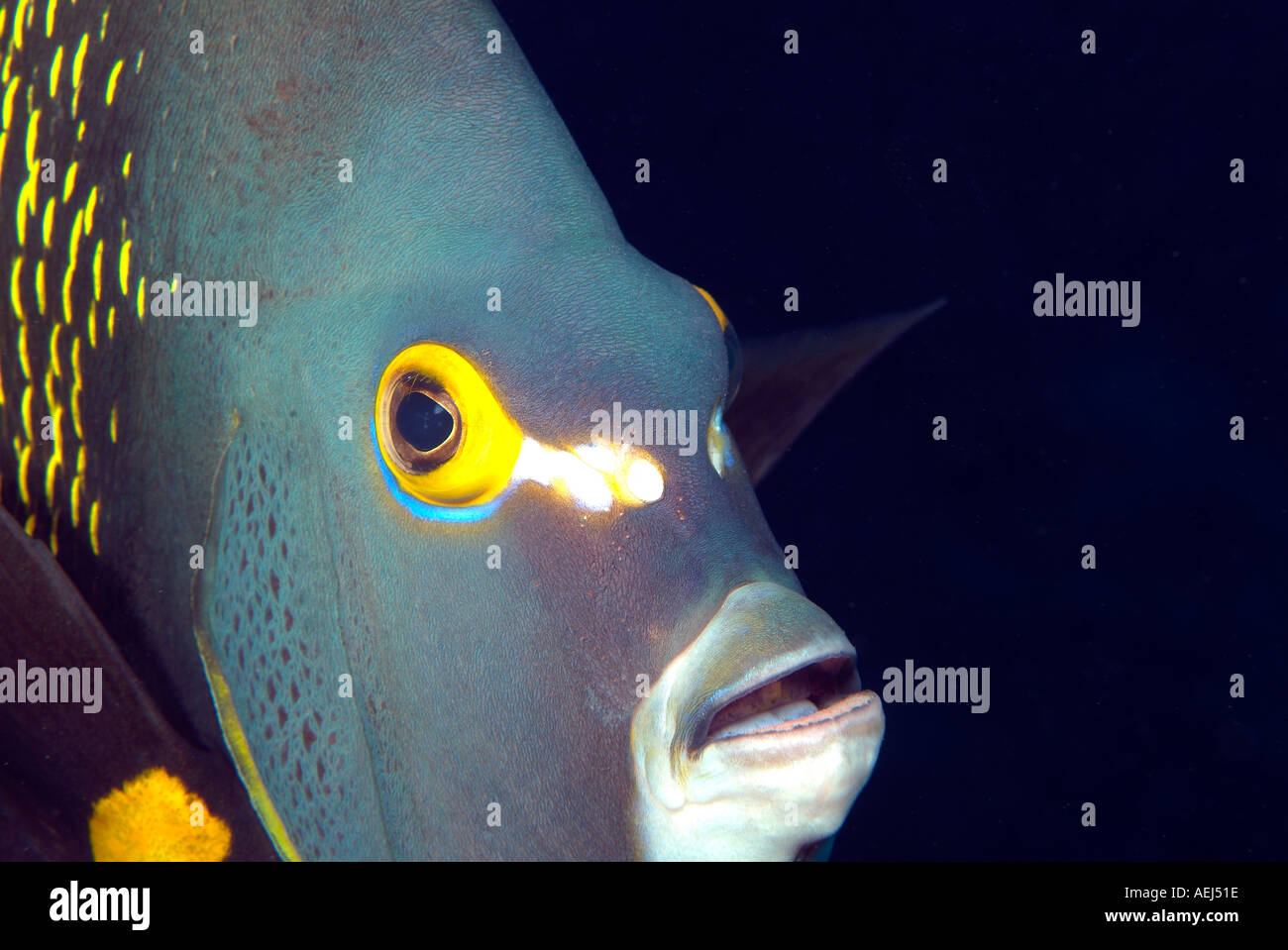 french angelfish in Stetson Bank in the Gulf of Mexico off Texas Stock ...