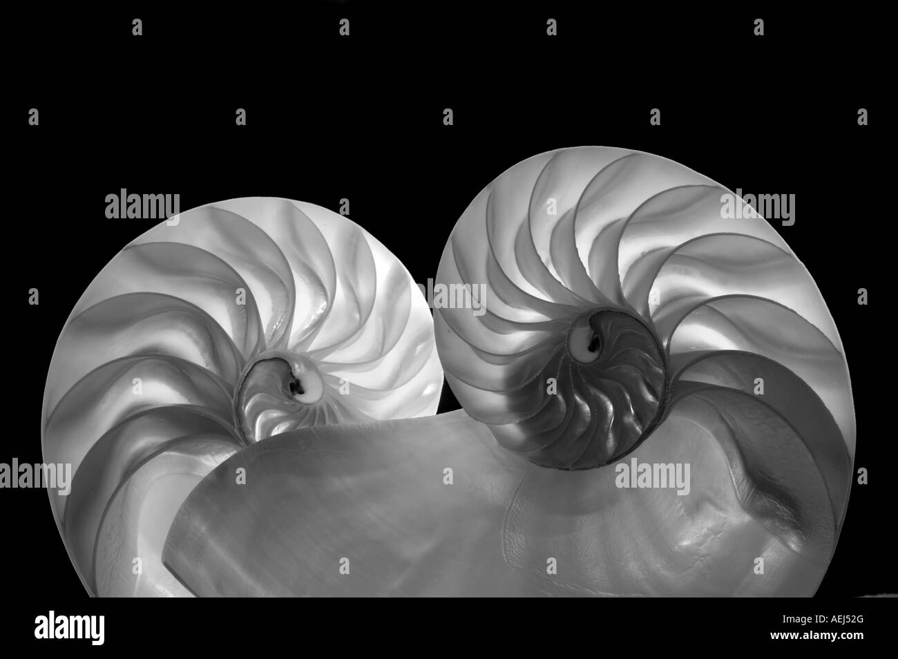 Nautilus sea shell Stock Photo - Alamy