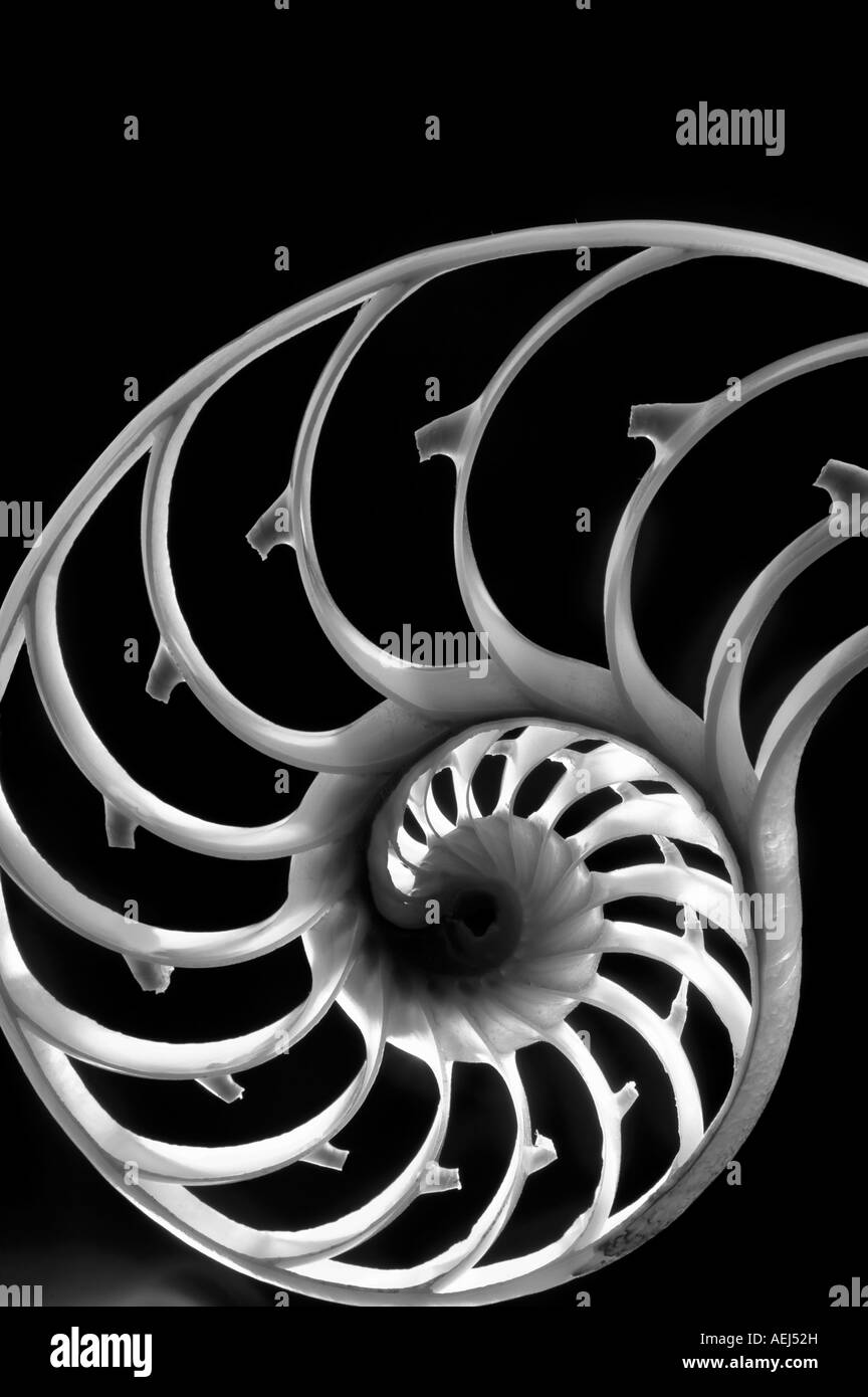 Nautilus sea shell Stock Photo - Alamy