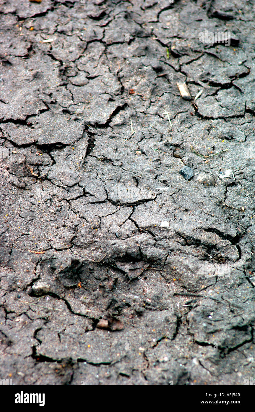 Dried cracked soil hi-res stock photography and images - Alamy