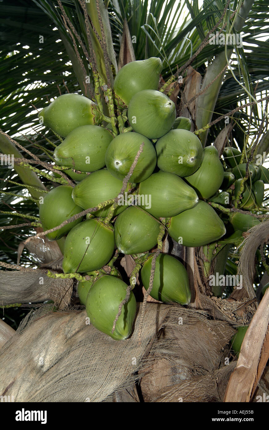 Cluster of coconuts in a palm tree, Costa Rica Stock Photo - Alamy