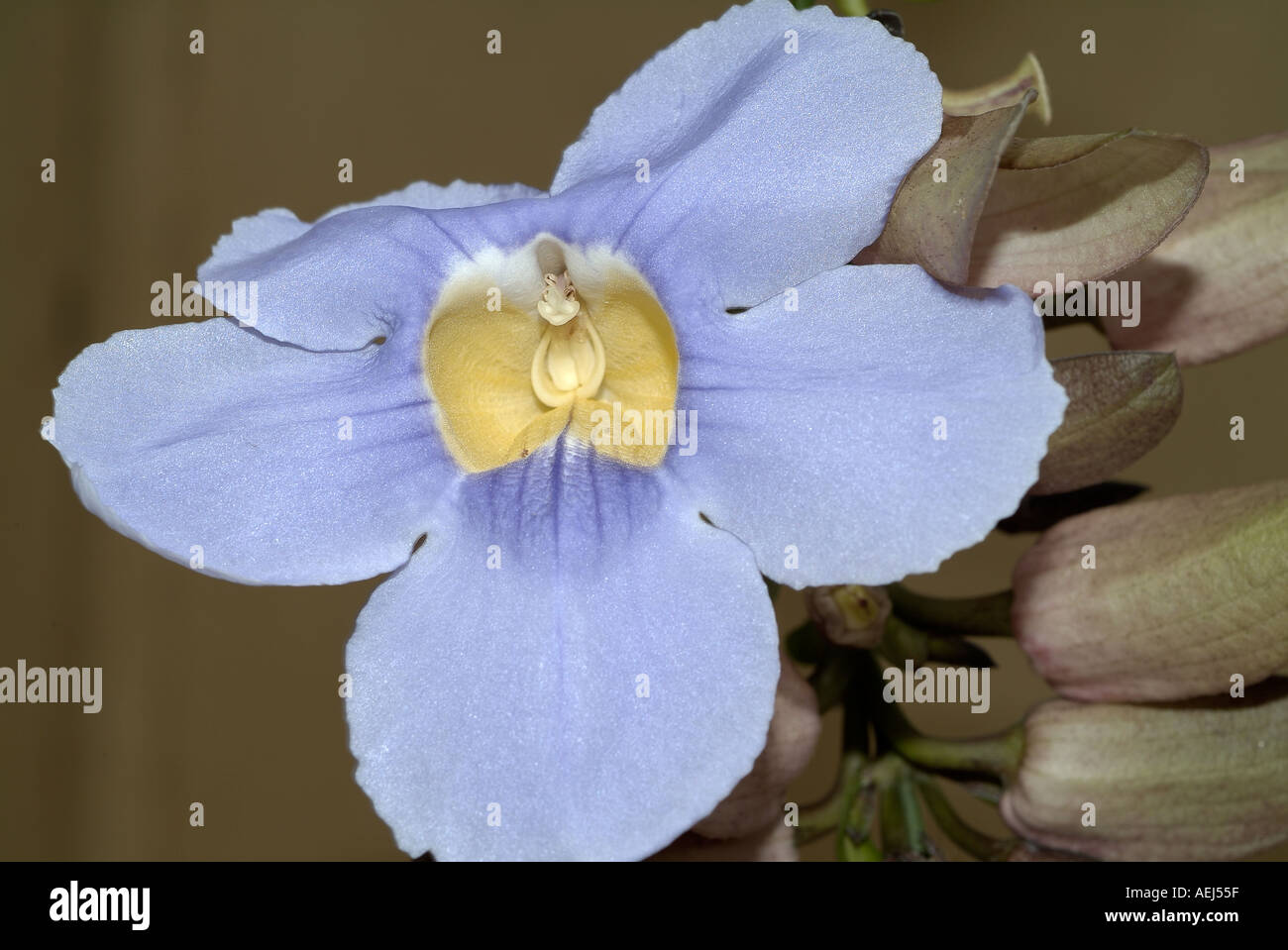 Purple orchid flower in Costa Rica Stock Photo - Alamy