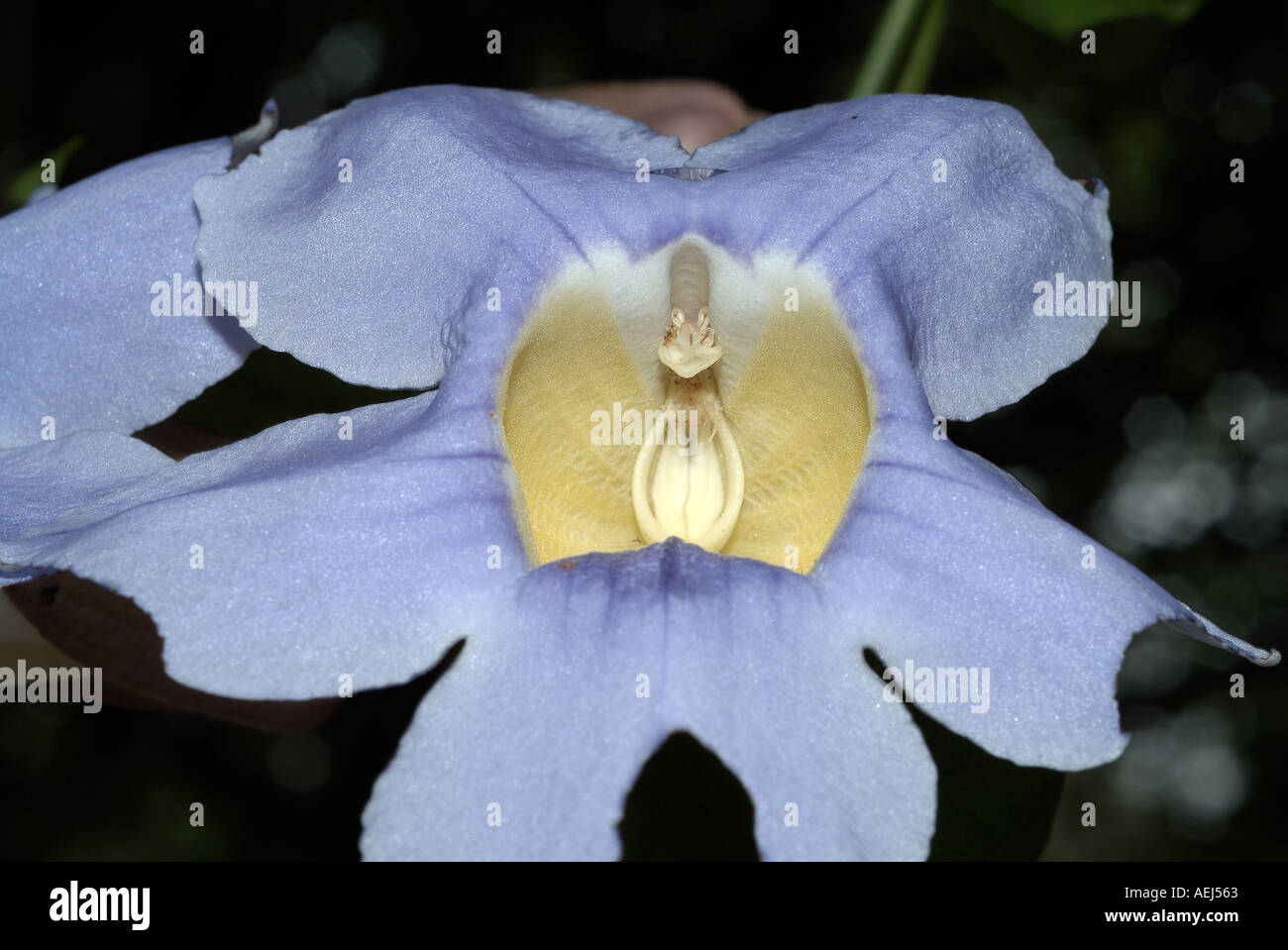 Purple orchid flower in Costa Rica Stock Photo - Alamy