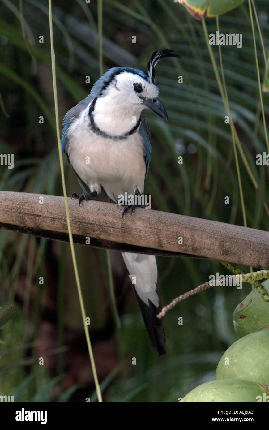 White throated Magpie Jay bird in a tree in Costa Rica Stock Photo - Alamy